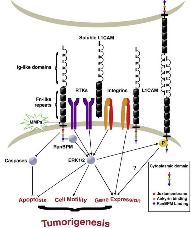 How Ligachem Achieved Early Licensing of LCB97