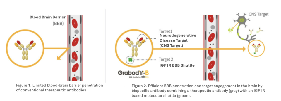 ABL Bio Licenses Grabody-B Blood–Brain Barrier Platform to Eli Lilly